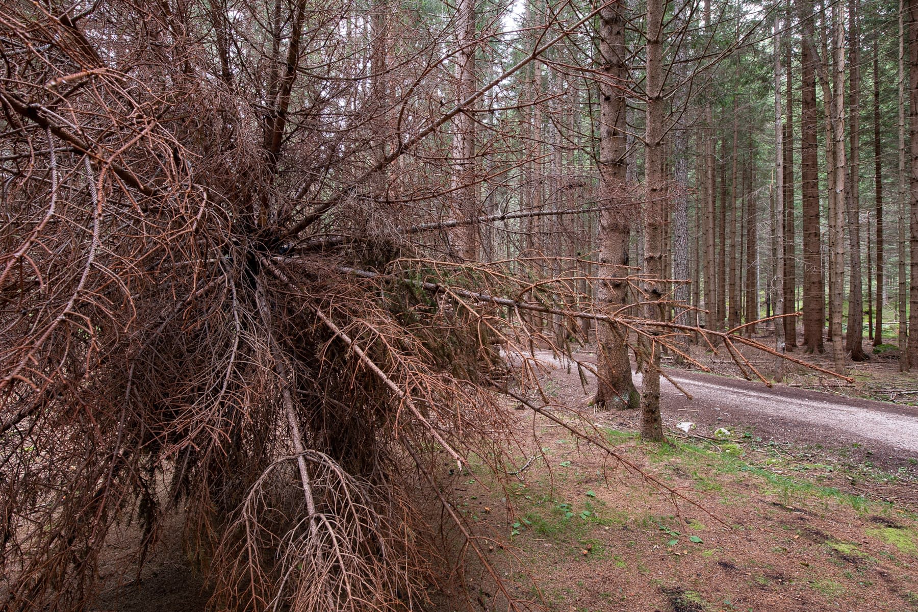 Dado › Exhibition › Arcipelago Fossile | Cortina