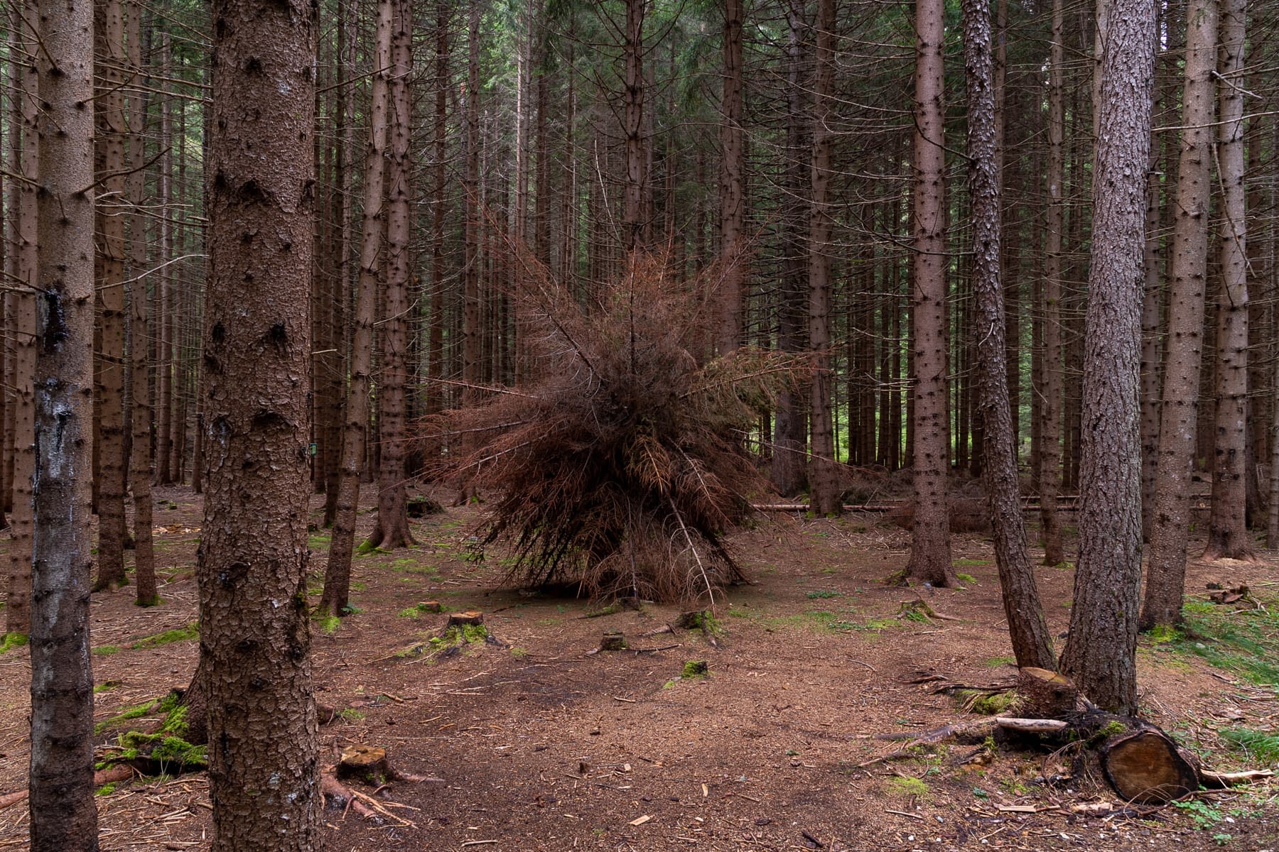 Dado › Exhibition › Arcipelago Fossile | Cortina