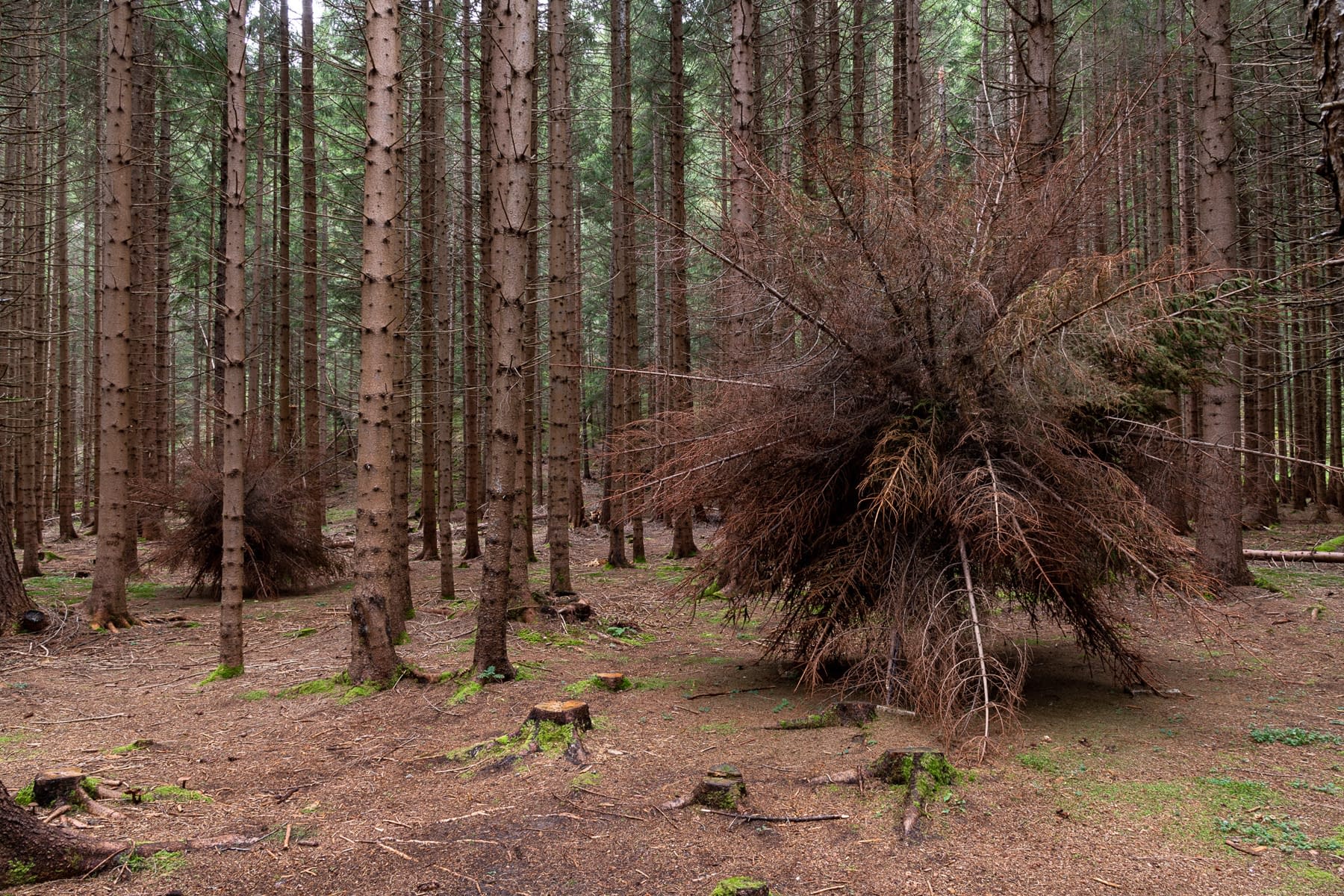 Dado › Exhibition › Arcipelago Fossile | Cortina